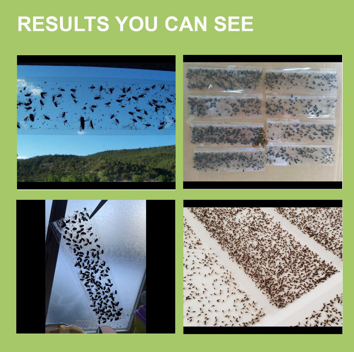 Fly Clear Window Fly Traps Bug Fly Killer Window Decal Non-Toxic, Tota ...